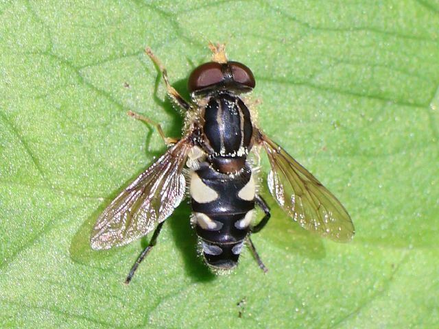 Black-legged Bog Fly from Shu Swamp, Mill Neck, NY, USA on June 10 ...
