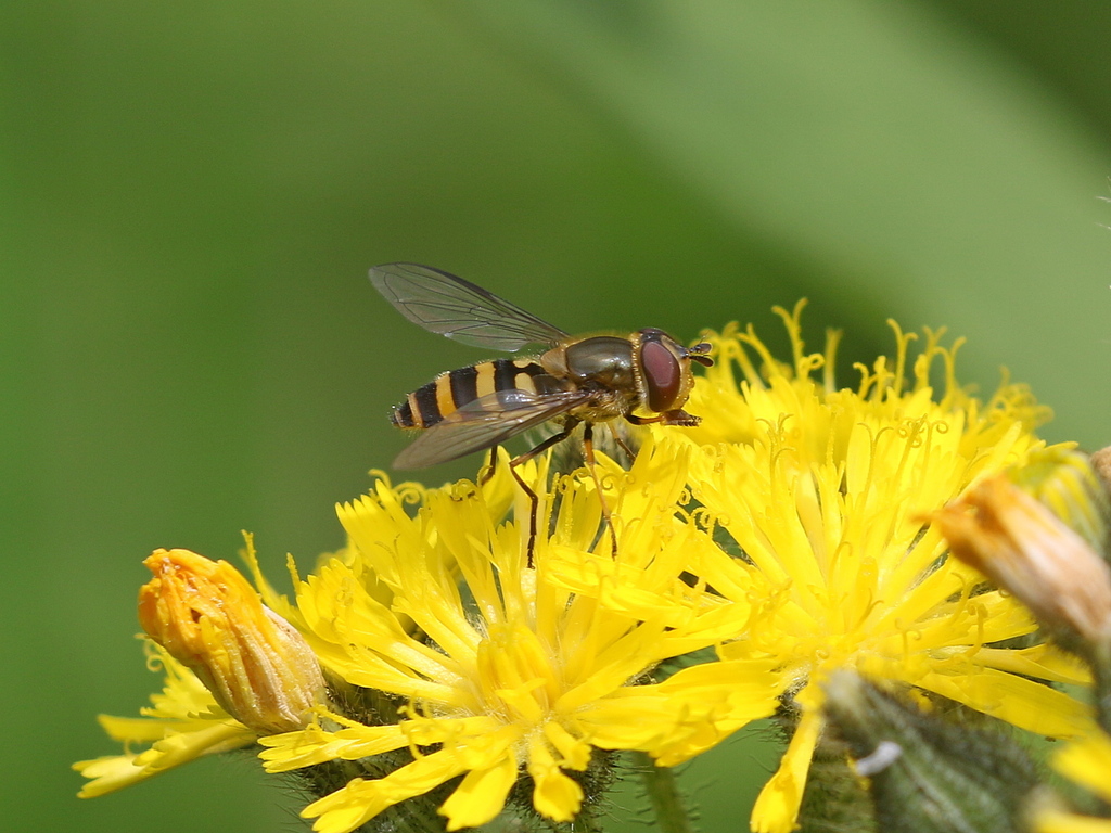 Common Flower Flies from Concord, NH, USA on June 11, 2024 at 11:37 AM ...