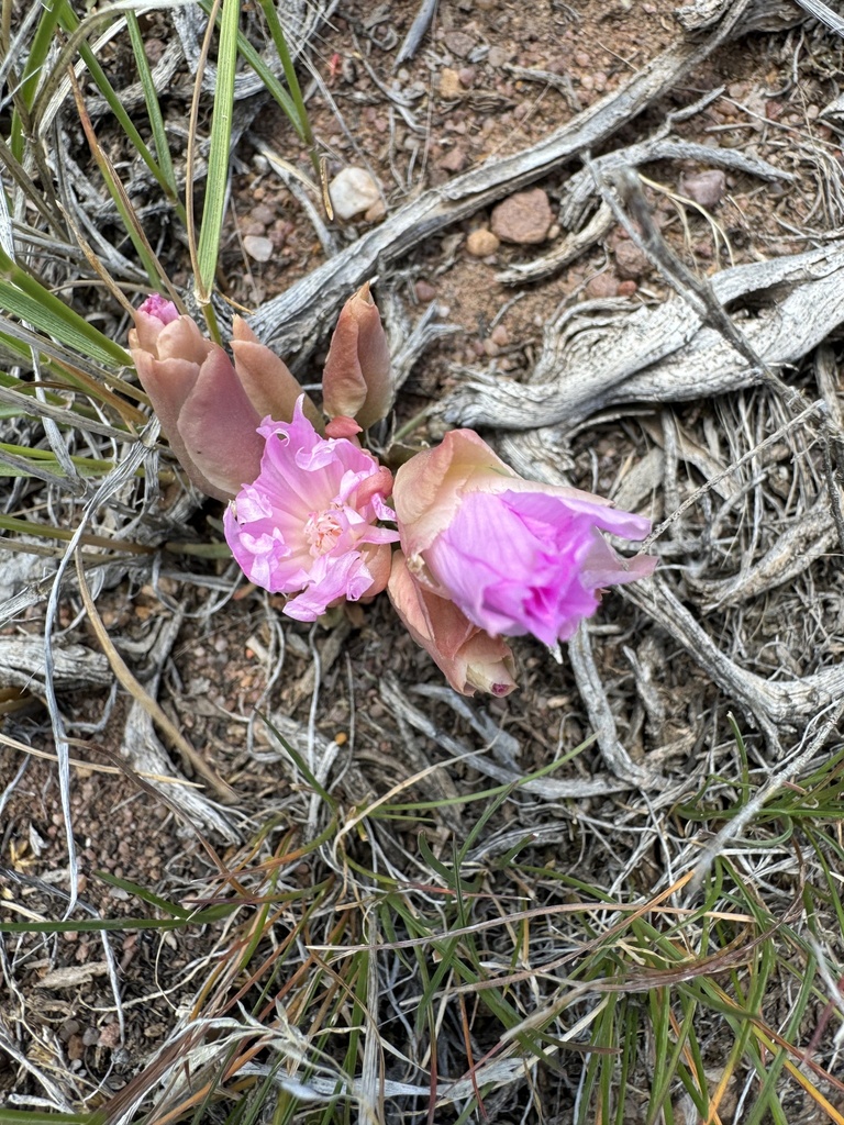 Bitterroot from Maybell, CO, US on June 5, 2024 at 01:57 PM by ...