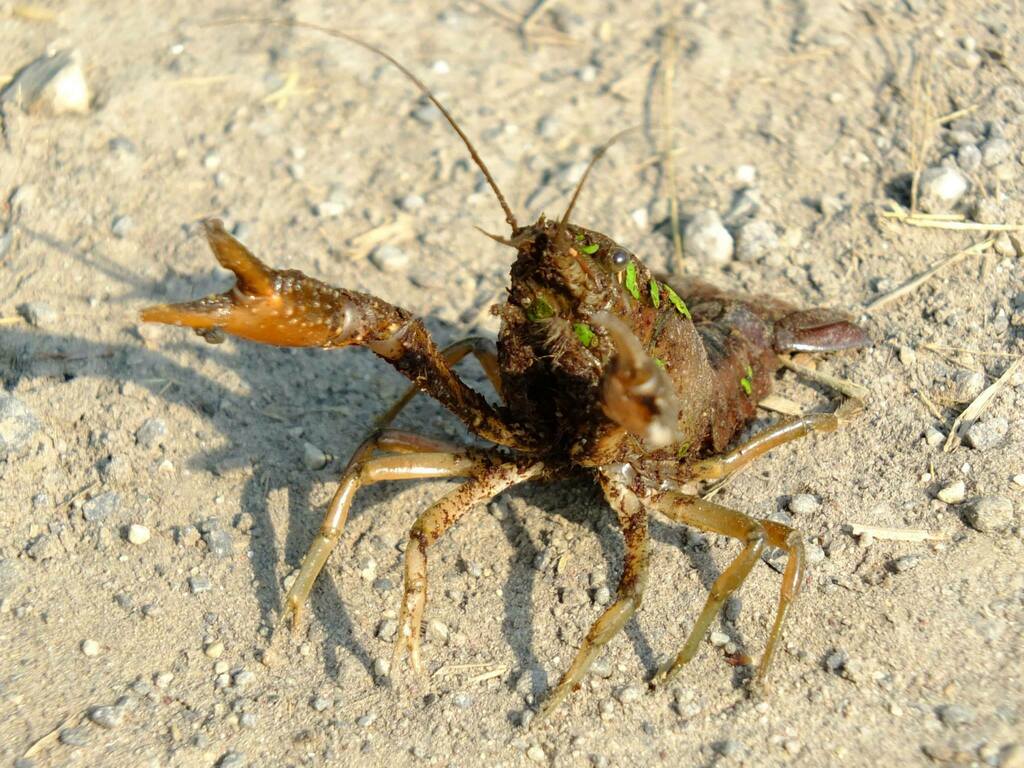 White River Crayfish from Southwest Philadelphia, Philadelphia, PA, USA ...
