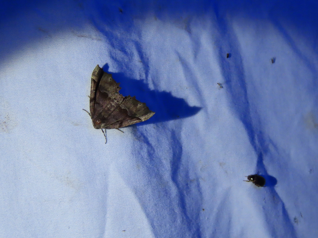 Pero Moths from Harrison County, TX, USA on June 7, 2024 at 11:04 PM by ...