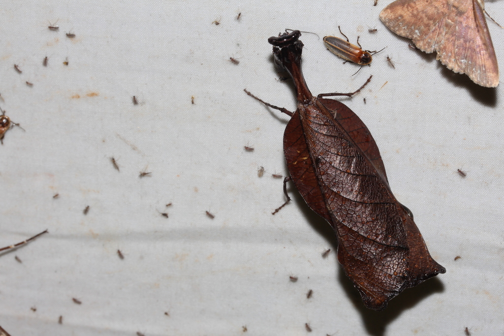 Acanthops fuscifolia from Iracoubo 97350, Guyane française on December ...