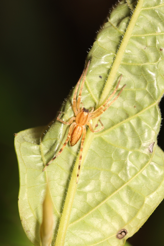 Ghost Spiders from Alajuela, San Carlos, Costa Rica on June 11, 2024 at ...