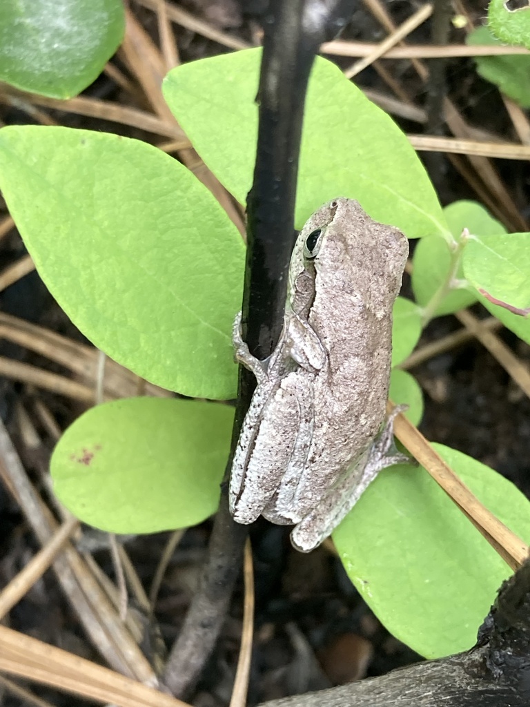 Pine Woods Tree Frog in May 2024 by er-birds · iNaturalist