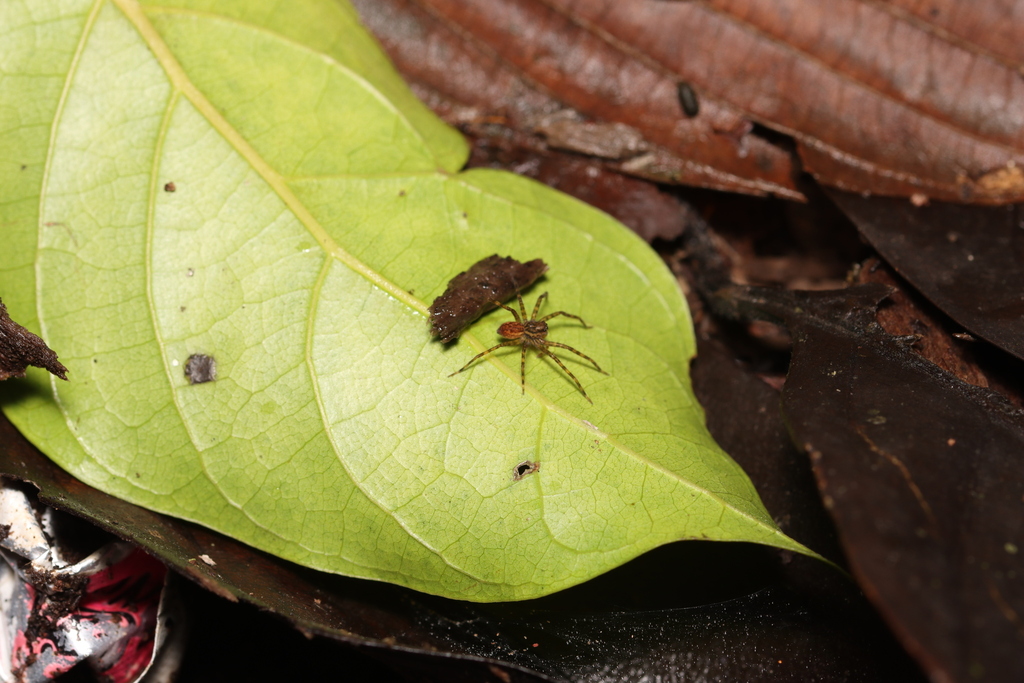 Bromeliad Spiders from Alajuela, San Carlos, Costa Rica on June 11 ...