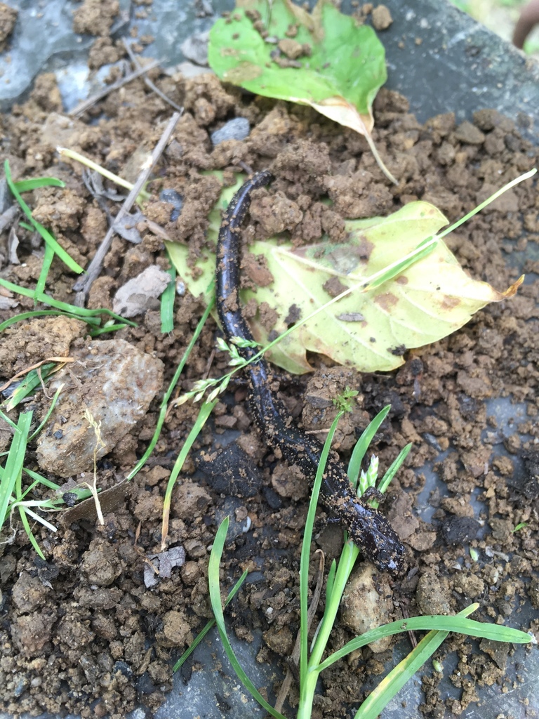 Eastern Red-backed Salamander from 2030 Fairfield Rd, Gettysburg, PA ...