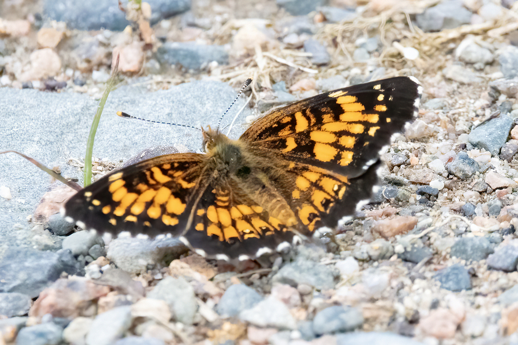 Harris's Checkerspot in June 2024 by Crystal Butler · iNaturalist