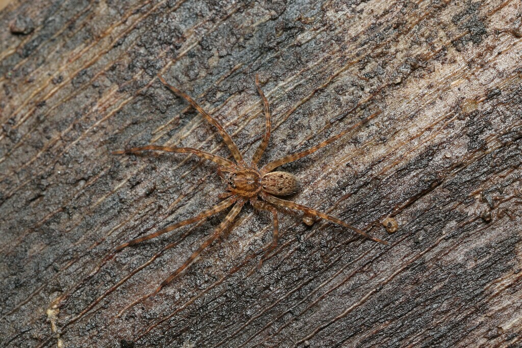 Bromeliad Spiders from Alajuela, San Carlos, Costa Rica on June 11 ...