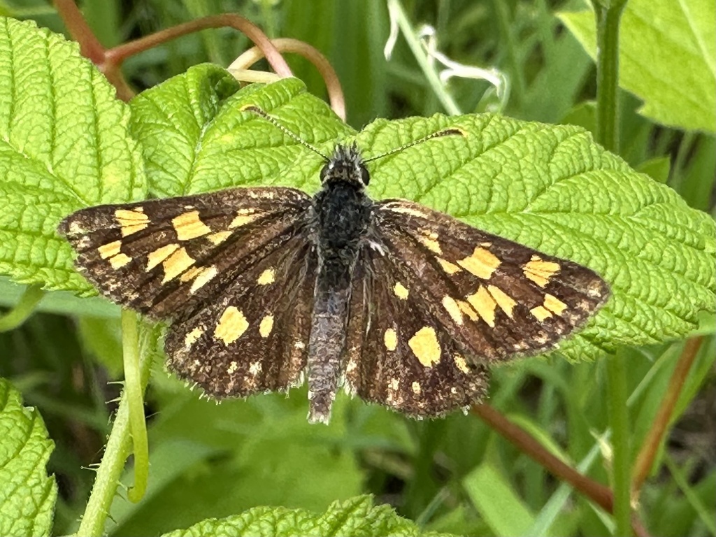 Arctic Skipper from Cataraqui Trail, South Frontenac, ON, CA on June 11 ...