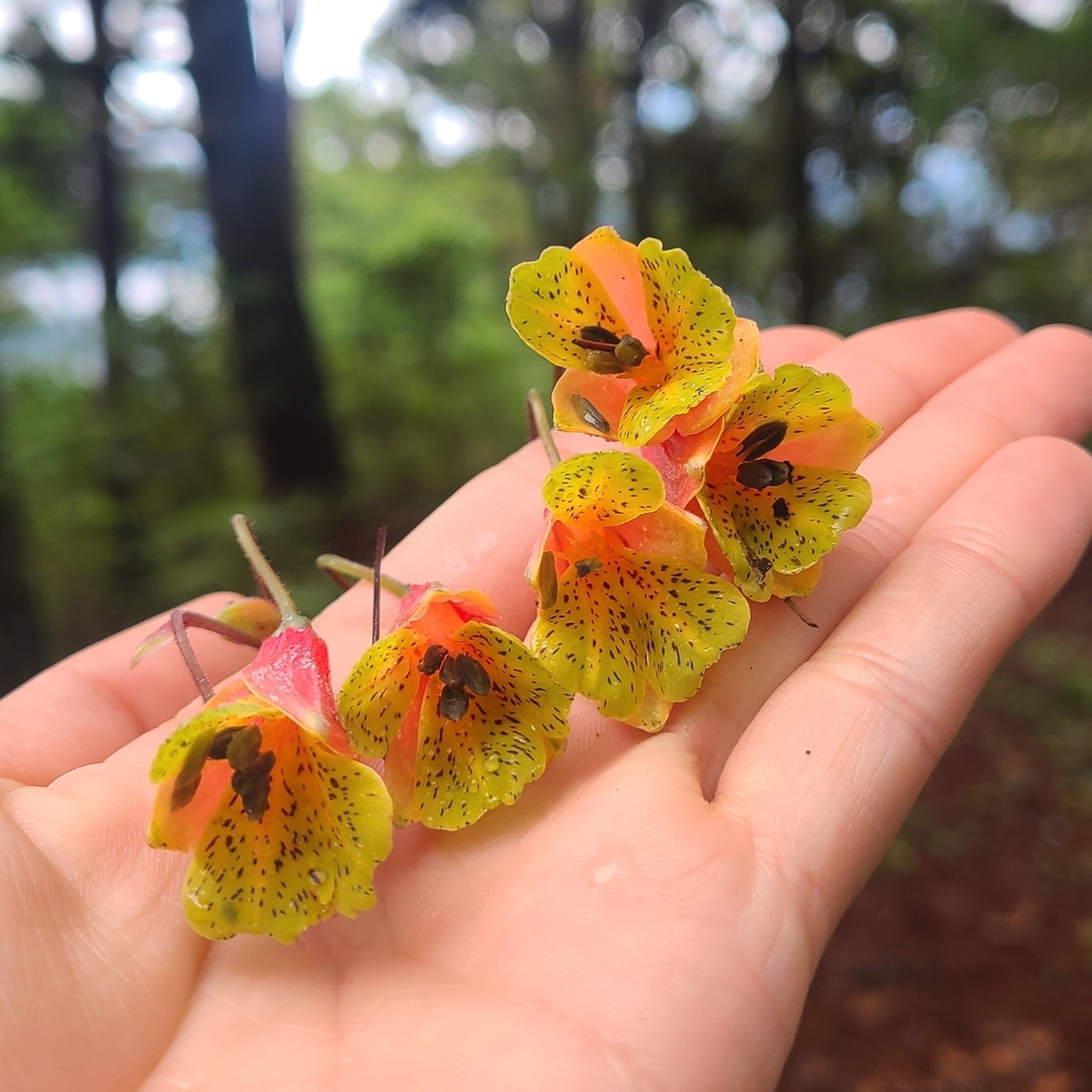 Bomarea from Cololaca, Lempira, Honduras on June 10, 2024 at 08:32 AM ...