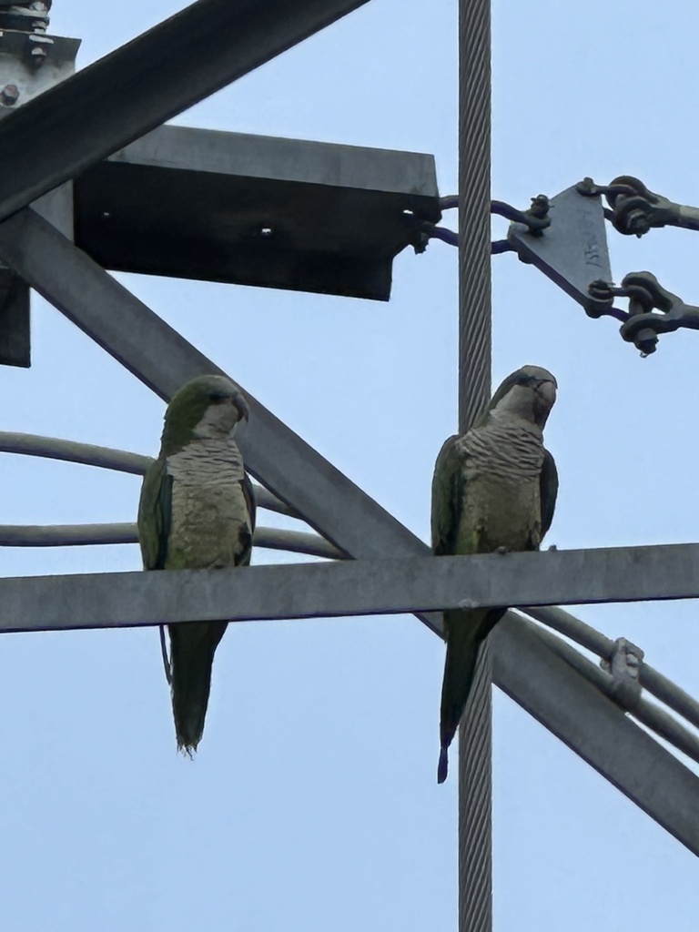 Monk Parakeet in June 2024 by Yalda. Rise and shine, cutie pies ...