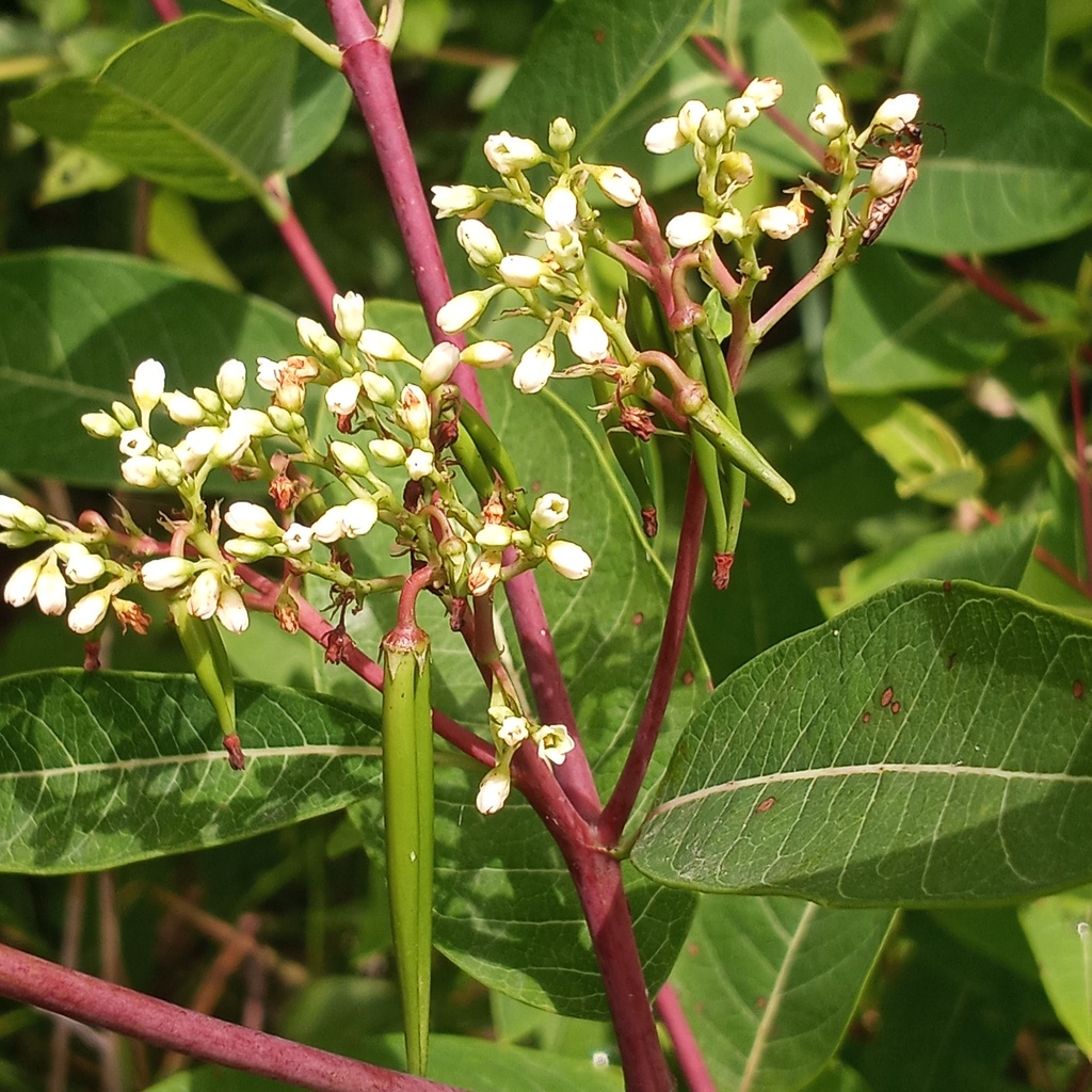 hemp dogbane from Queen Anne's County, MD, USA on June 11, 2024 at 12: ...