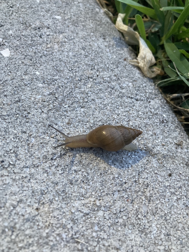 Ghost Bulimulus from Summit Ave S, Lehigh Acres, FL, US on May 13, 2024 ...