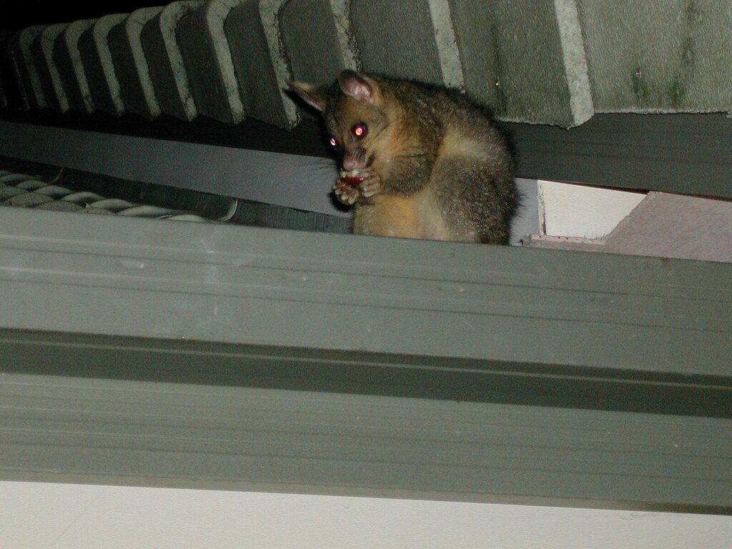 Common Brush-tailed Possum from Gold Coast QLD, Australia on December ...