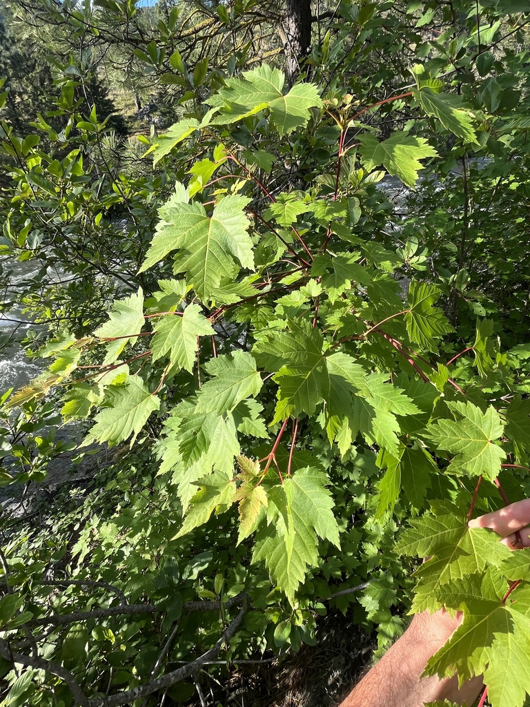 Rocky Mountain maple from Okanogan - Wenatchee National Forest ...