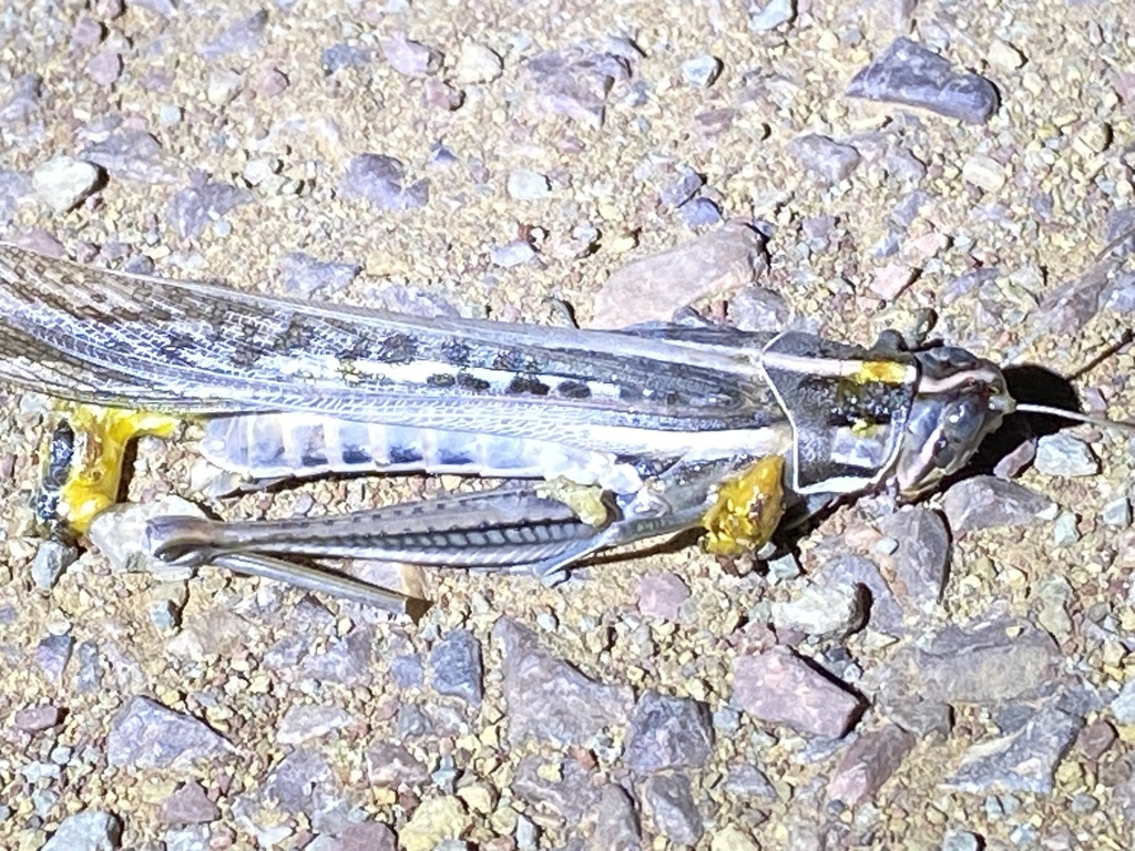 Spur-throated Locust from Ikara-Flinders Ranges National Park, Flinders ...