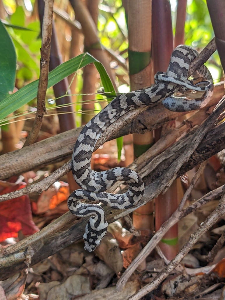 Carpet Python from Cape Tribulation QLD 4873, Australia on June 12 ...