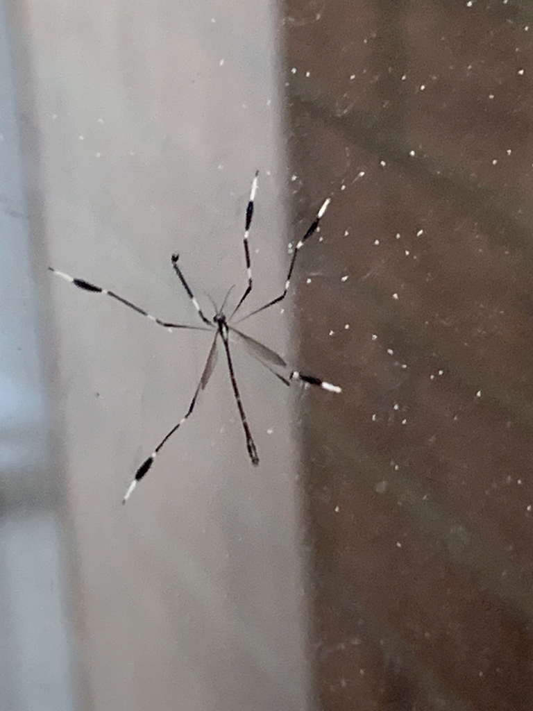 Eastern Phantom Crane Fly from Chapin on June 11, 2024 at 06:51 PM by ...