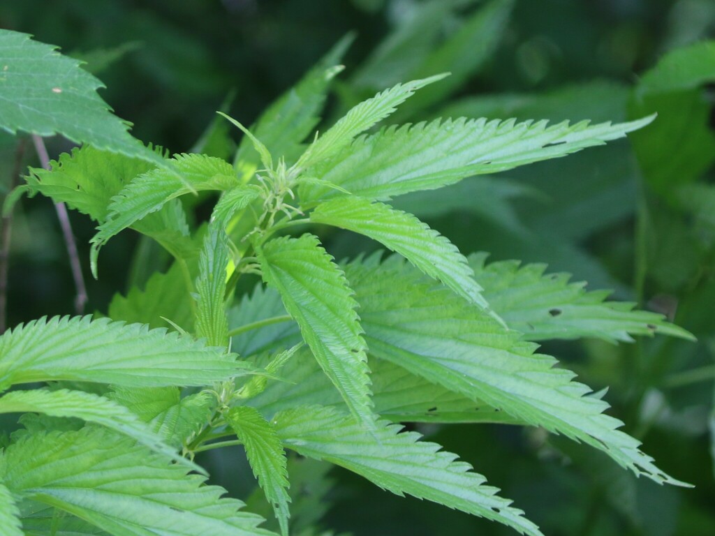 nettles from Victoria, MN, USA on June 6, 2024 at 03:44 PM by John Van ...