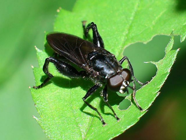 Violet Leafwalker from Shu Swamp, Mill Neck, NY, USA on June 10, 2024 ...