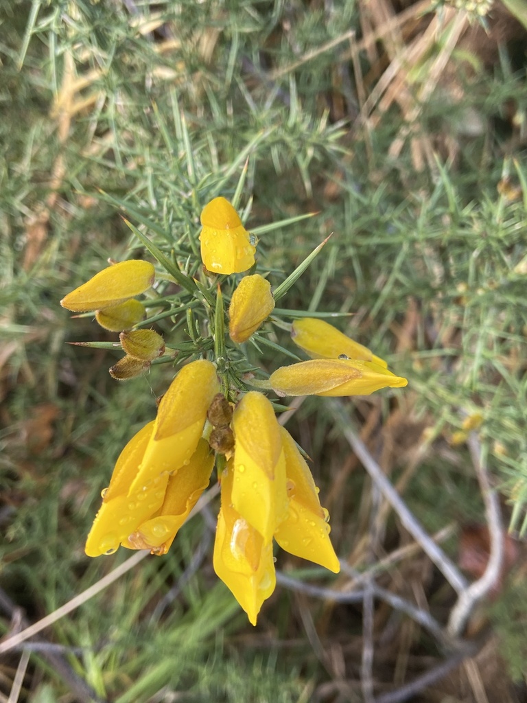 gorse from Eastlink Trl, Ringwood, VIC, AU on June 12, 2024 at 09:11 AM ...