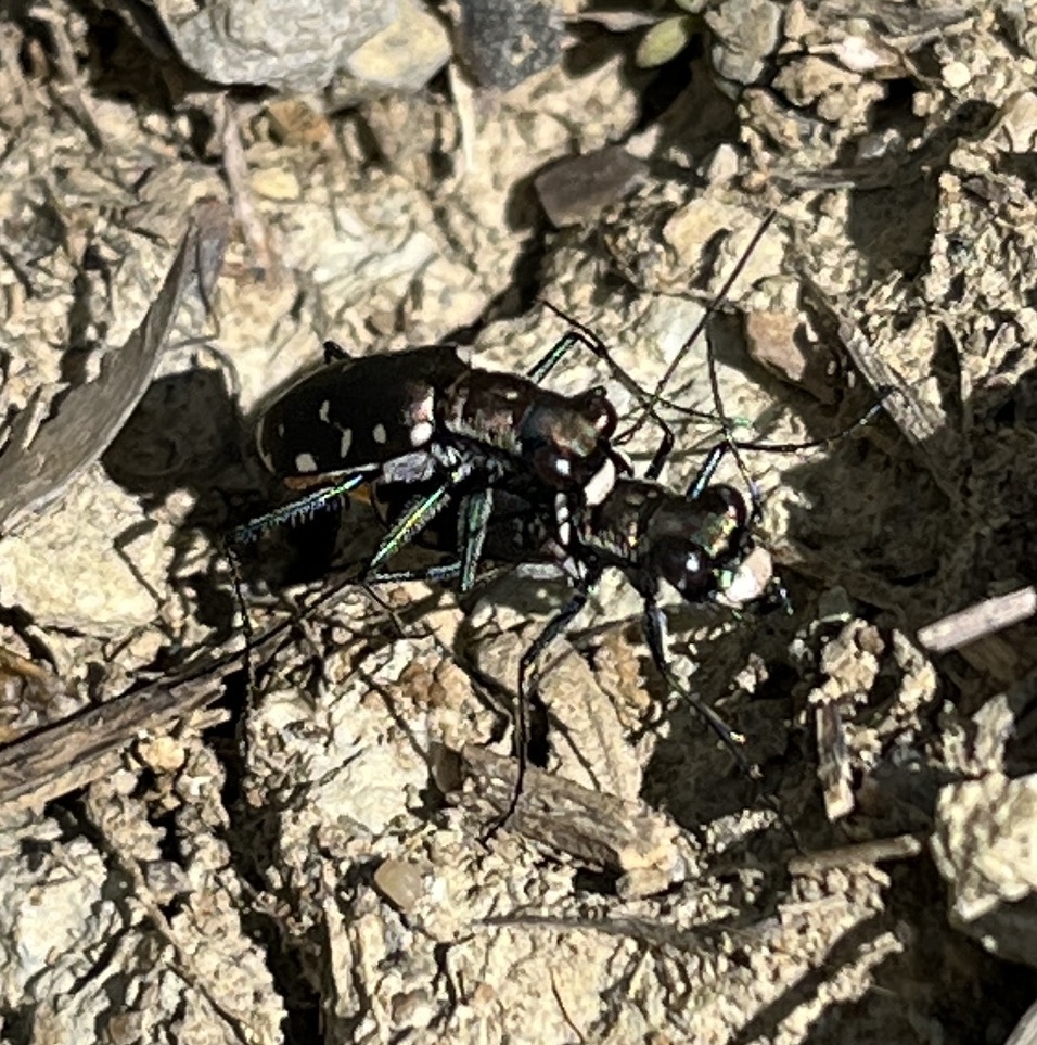 Eastern Red-bellied Tiger Beetle in June 2024 by Wildflowers · iNaturalist