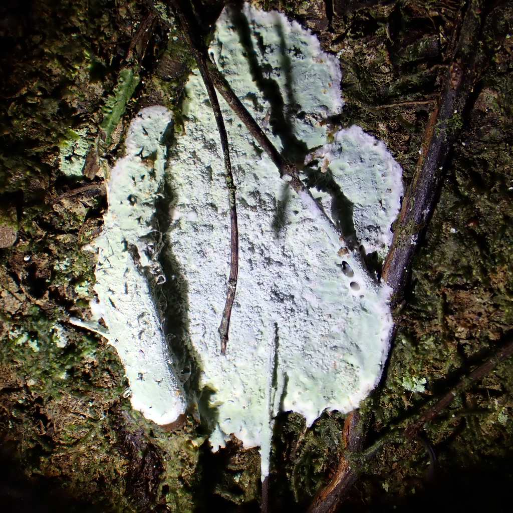 Cryptothecia bartlettii from Te Paki, Radar Bush on April 2, 2024 at 01 ...