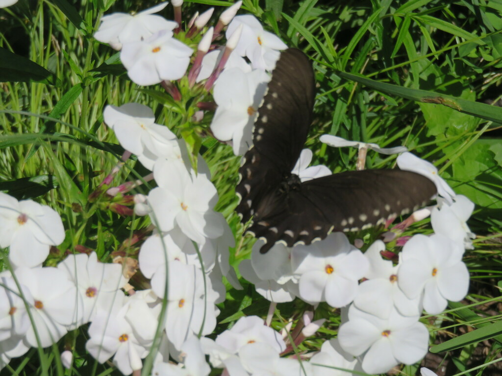 Pipevine Swallowtail from Olbrich Botanical Gardens, 3330 Atwood Ave ...