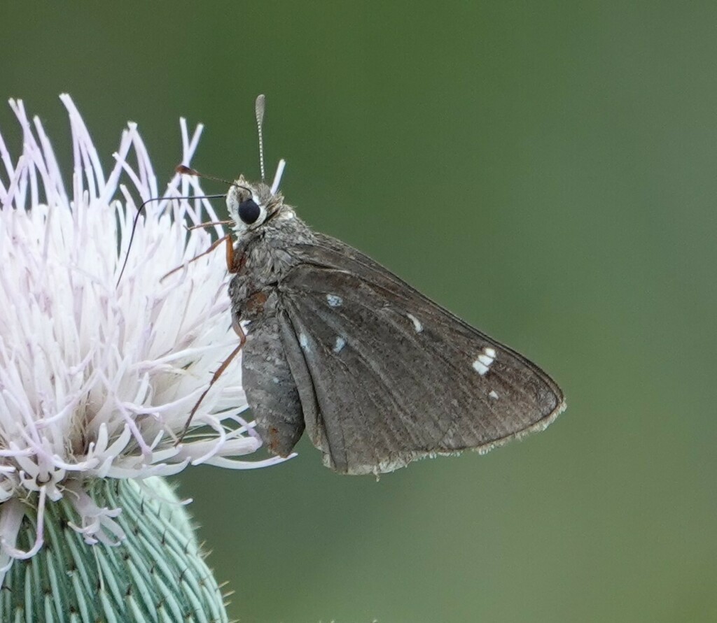 Loammi Skipper in June 2024 by Donald Fraser. Triple N Ranch WMA. Bull ...
