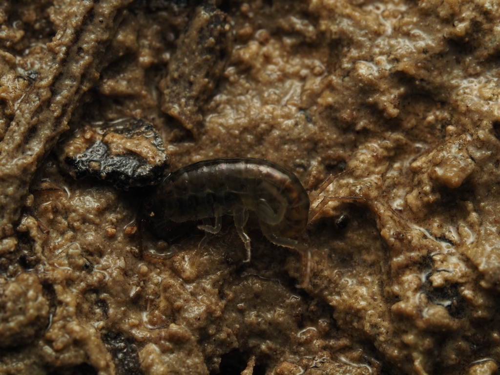 Amphipods from Monroe, Florida, United States on June 11, 2024 at 11:14 ...