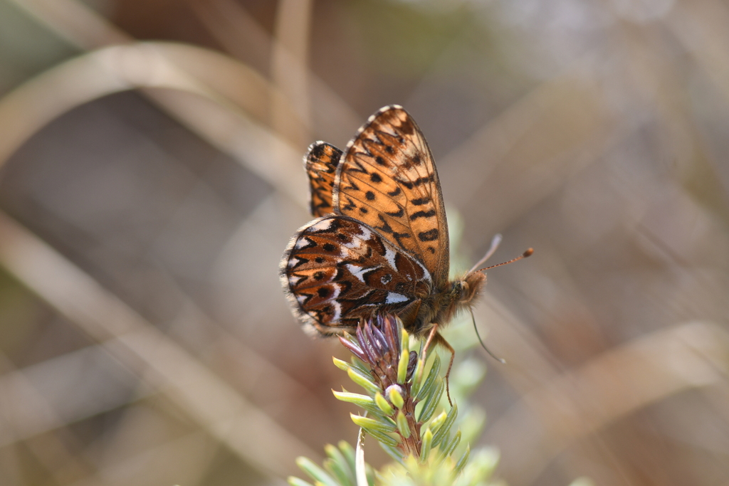 Freija Fritillary in May 2024 by Ryne Rutherford · iNaturalist