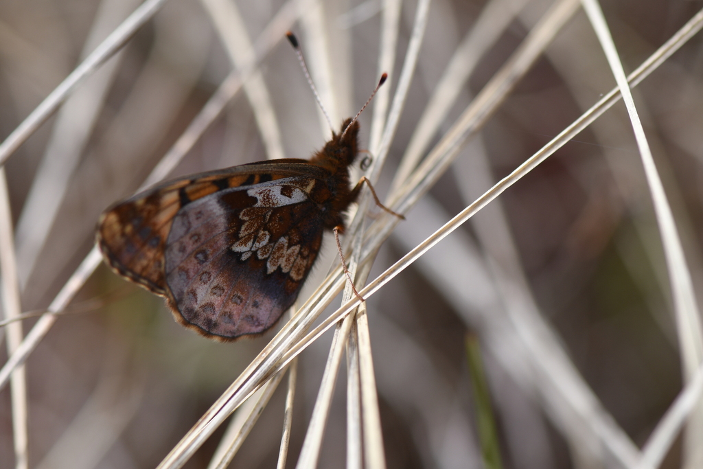 Frigga Fritillary in May 2024 by Ryne Rutherford · iNaturalist
