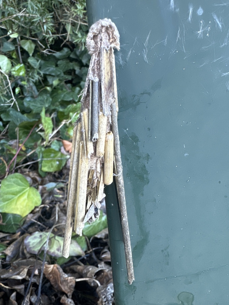 Saunder's Case Moth from Toora Jetty Rd, Toora, VIC, AU on June 12 ...