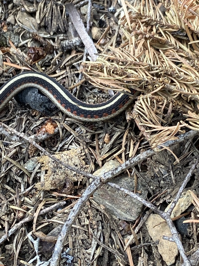 Common Garter Snake from Trinity Alps Wilderness, Hoopa, CA, US on July ...