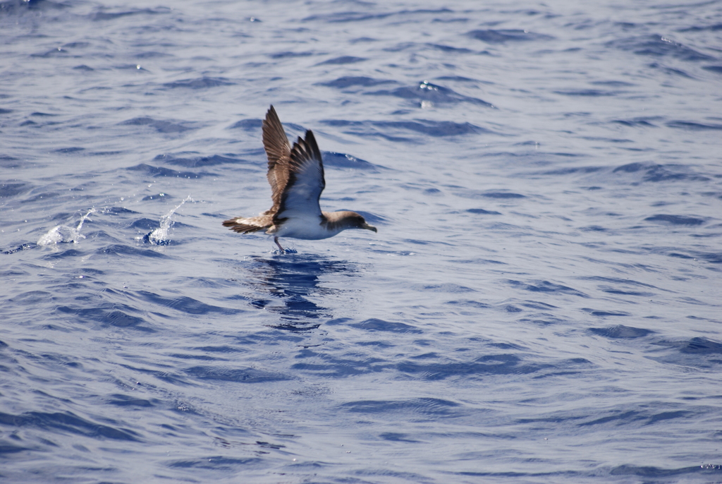 Cory's Shearwater from Isla de Madeira, Portugal on July 23, 2009 at 03 ...