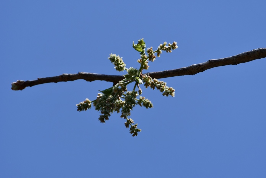 Bursera excelsa from Cañón del Sumidero, Tuxtla Gutiérrez, MX-CH, MX on ...
