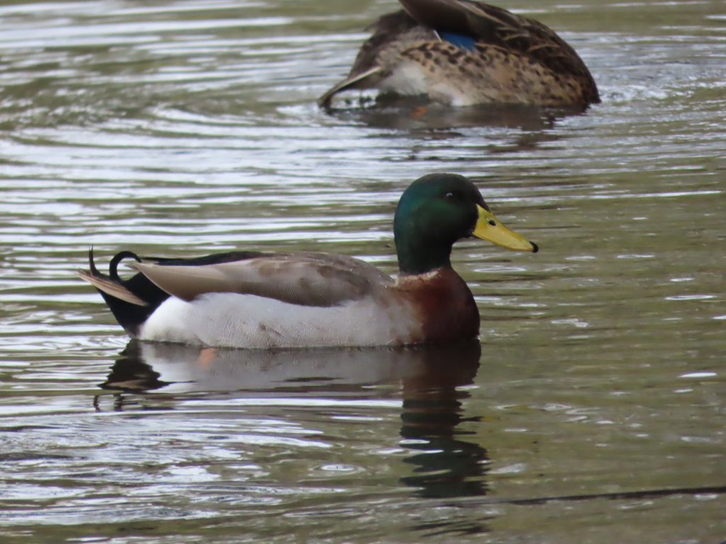 Mallard from Sydney NSW, Australia on June 5, 2022 at 02:52 PM by ...