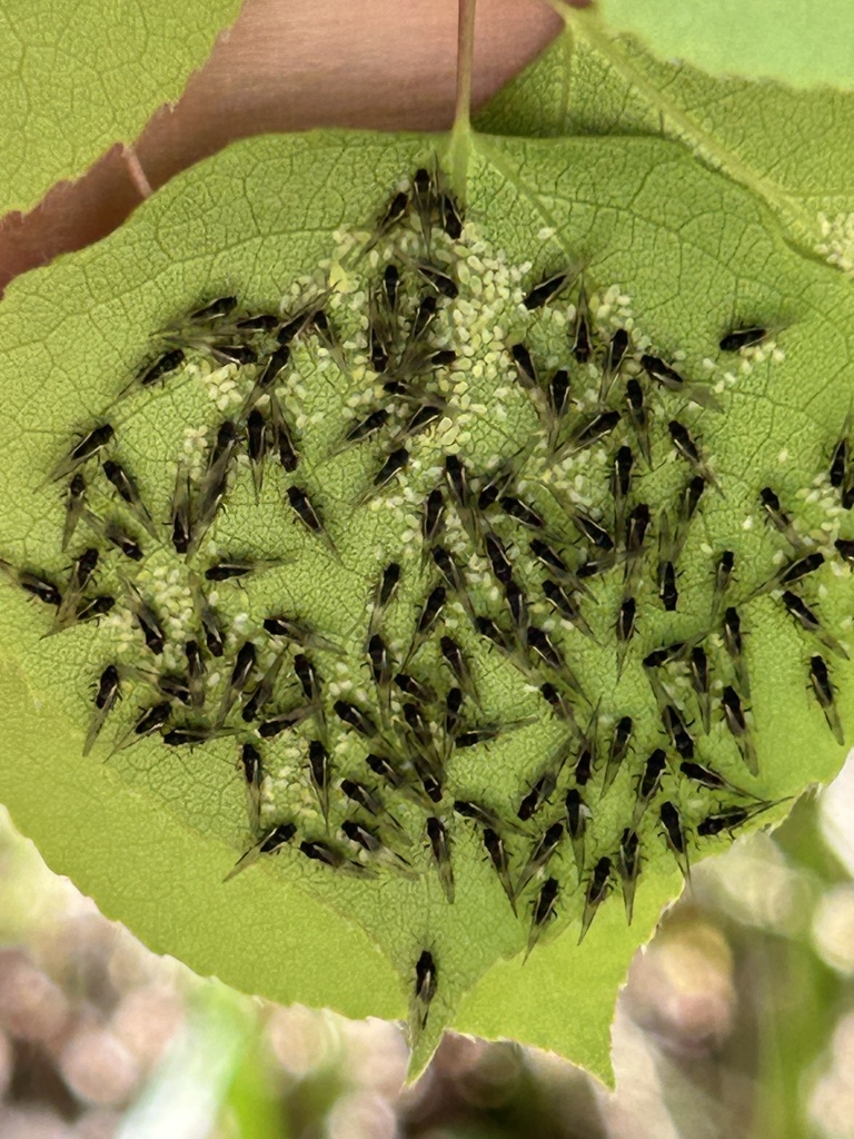 Periphyllus Aphids from Weaselhead Natural Environment Park, Calgary ...