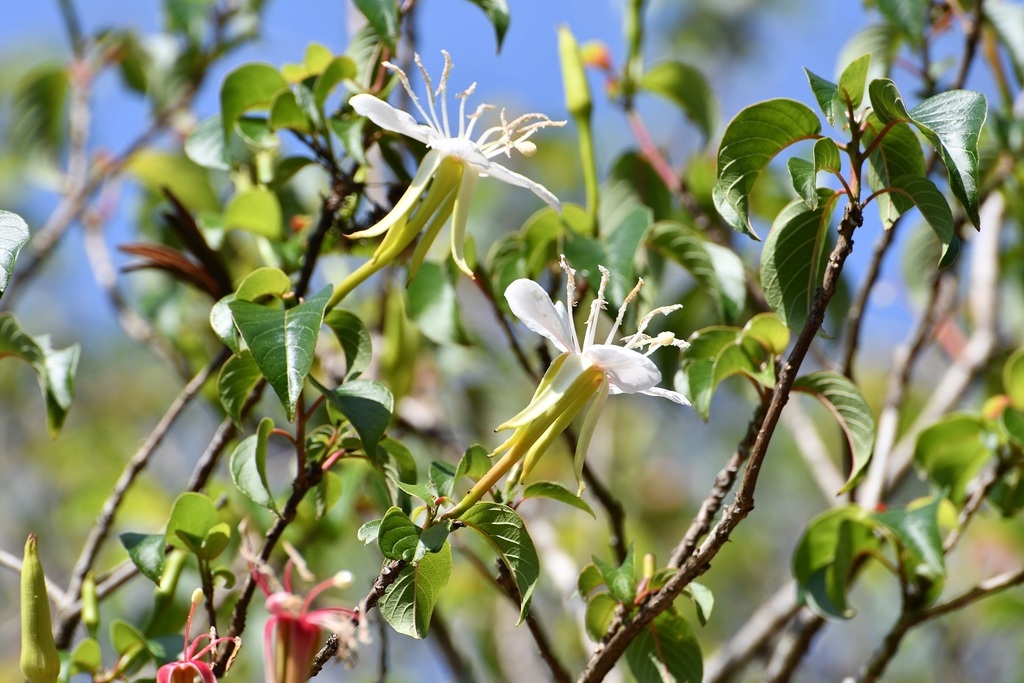 Hauya elegans from Tuxtla Gutiérrez, Chis., México on May 18, 2019 at ...