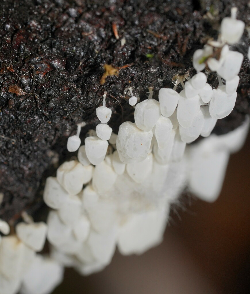 Physalacria australiensis from Warburton VIC 3799, Australia on June 7 ...