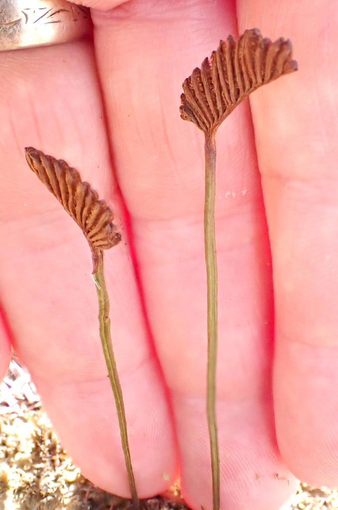 Forked Comb Fern from Chatham Islands Territory 8016, New Zealand on ...