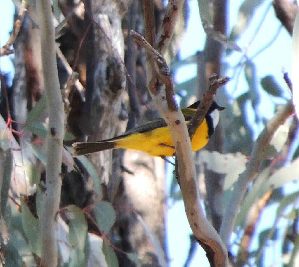 Golden Whistler from Weribone QLD 4417, Australia on June 12, 2024 at ...