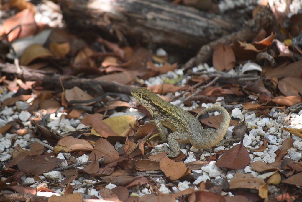Northern Curly-tailed Lizard from Key Largo, FL 33037, USA on May 29 ...