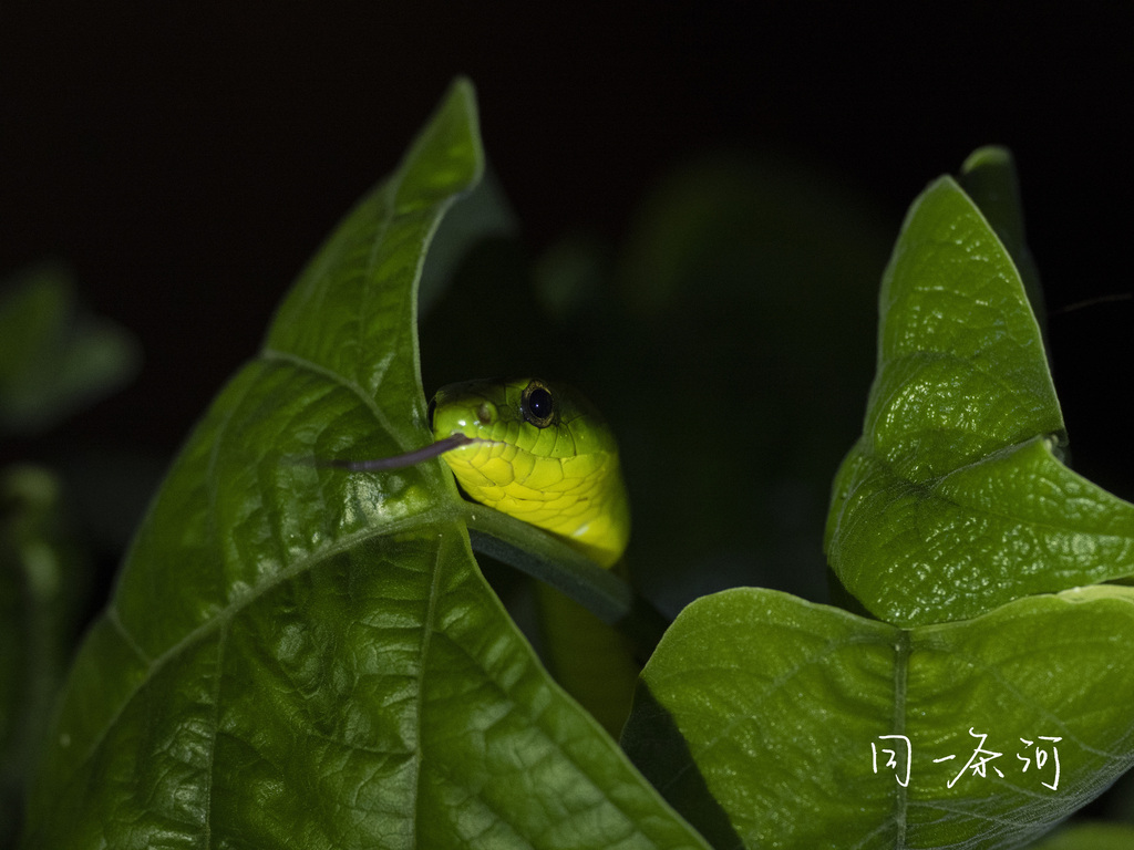 Chinese Green Snake in June 2024 by 咩赫得 · iNaturalist