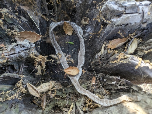 iNaturalist Tracking Database – NatureTracking