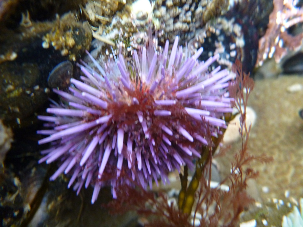 Pacific Purple Sea Urchin (Echinoderms of the North Eastern Pacific ...