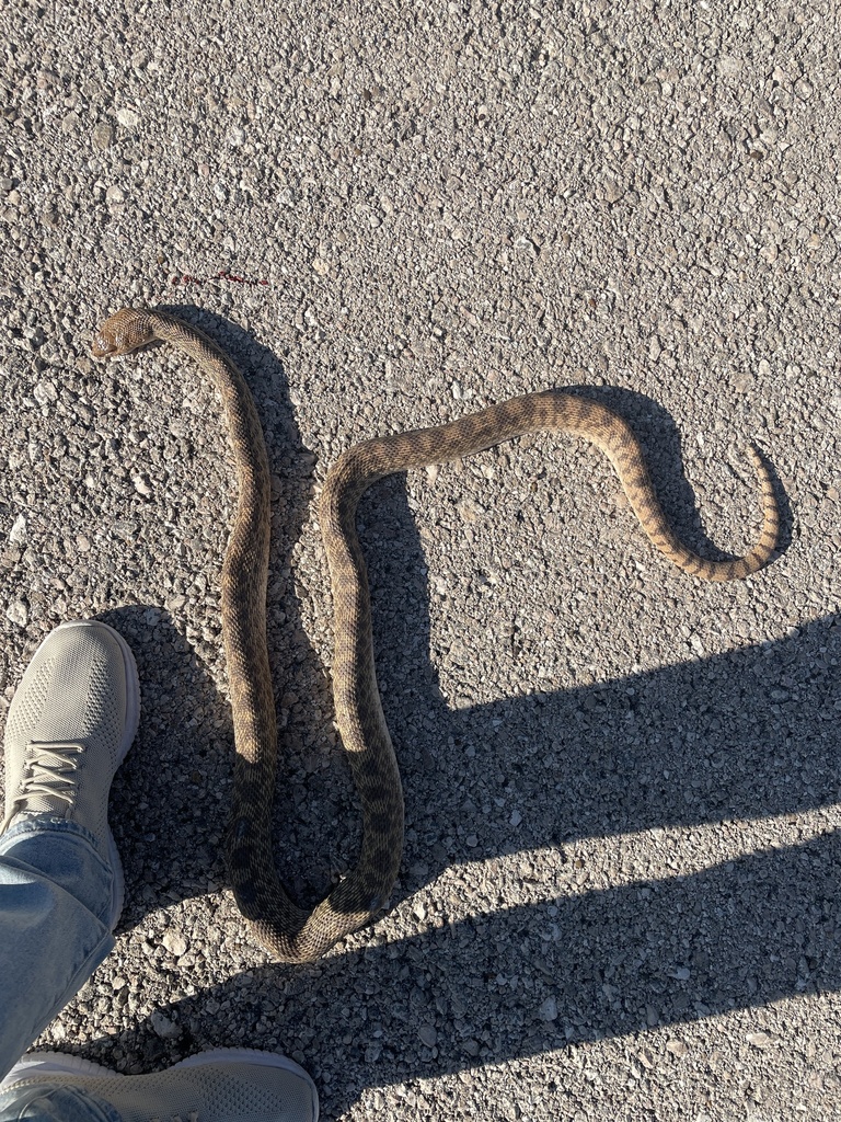 Gopher Snake from NM-206, Portales, NM, US on June 11, 2024 at 05:37 PM ...