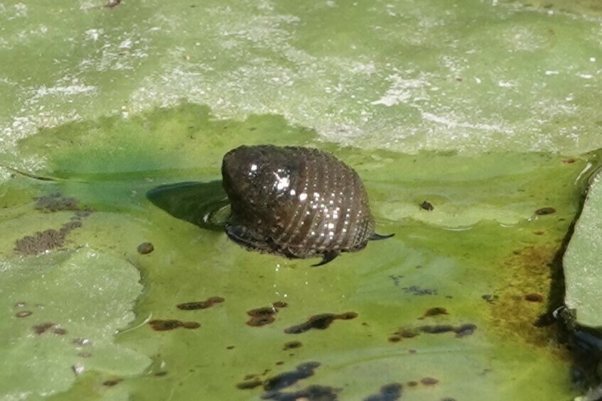 Periwinkle Snails and Allies from Putuoshan, Putuo District, Zhoushan ...