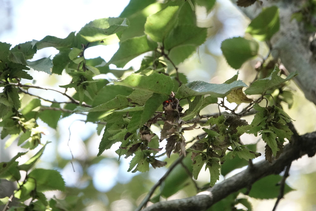 Carpinus putoensis in October 2023 by Nat Panda · iNaturalist