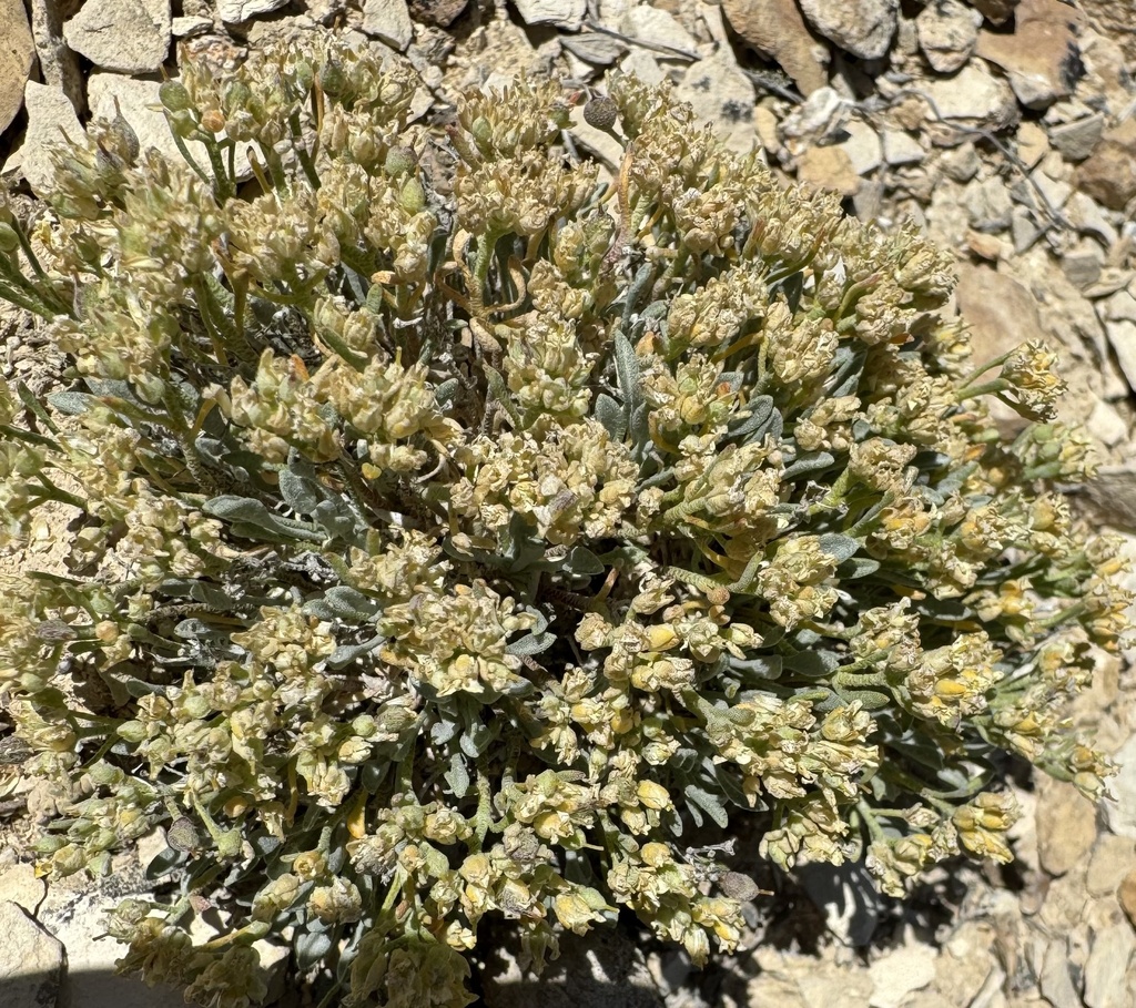 Parasol Bladderpod from Maybell, CO, US on June 6, 2024 at 10:42 AM by ...